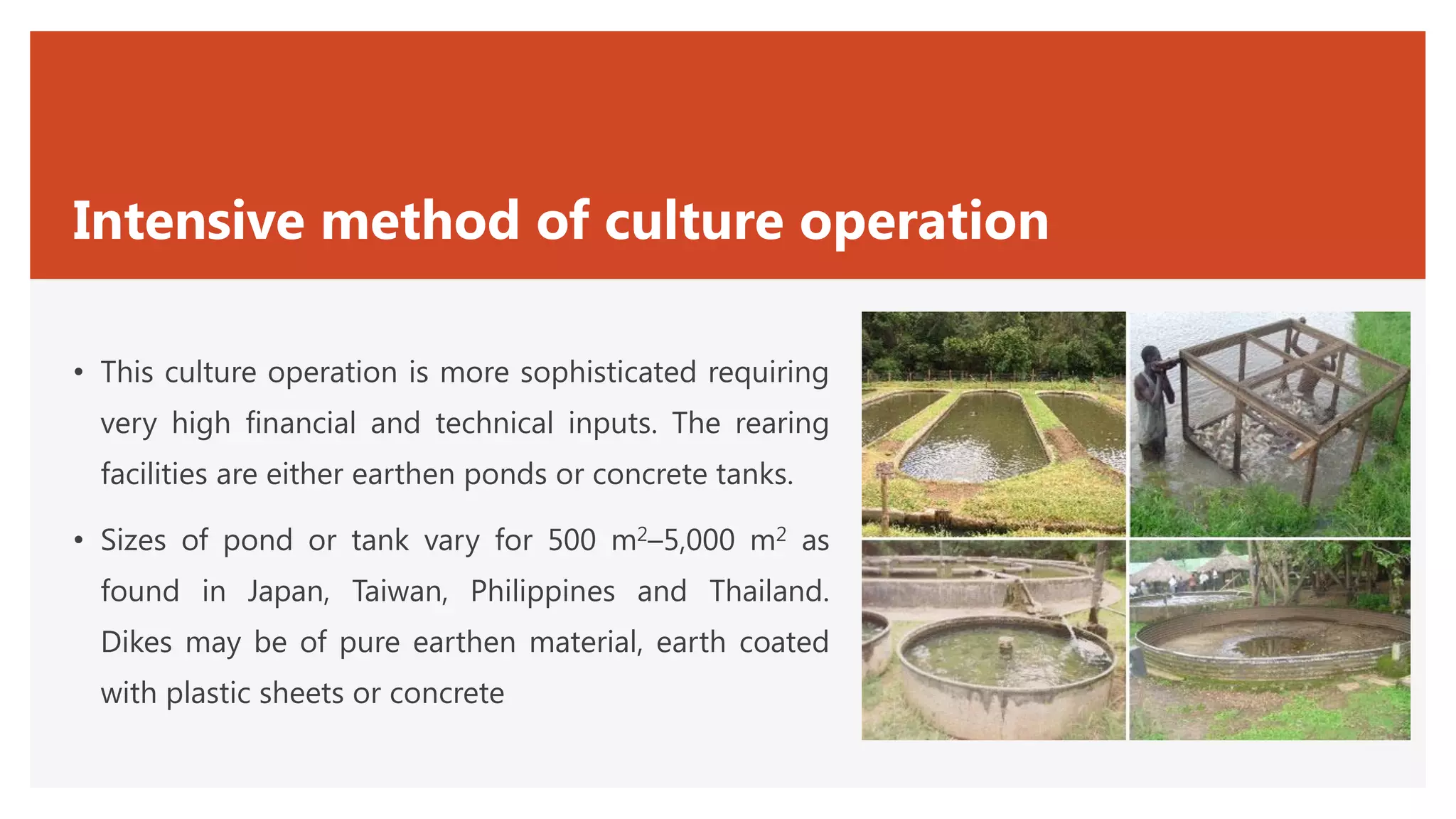 Shrimp Farm Project Report | PDF
