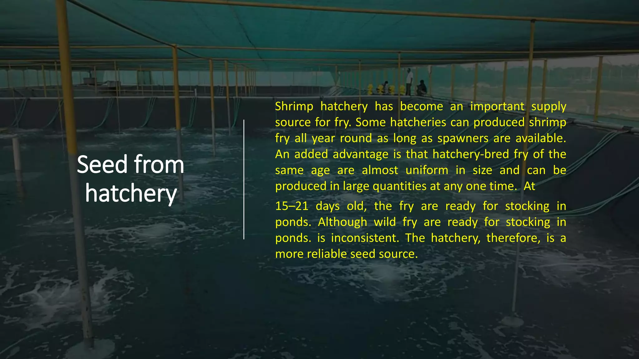 Shrimp Farm Project Report | PDF