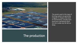 Shrimp Farm Project Report | PDF