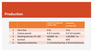 Shrimp Farm Project Report | PDF