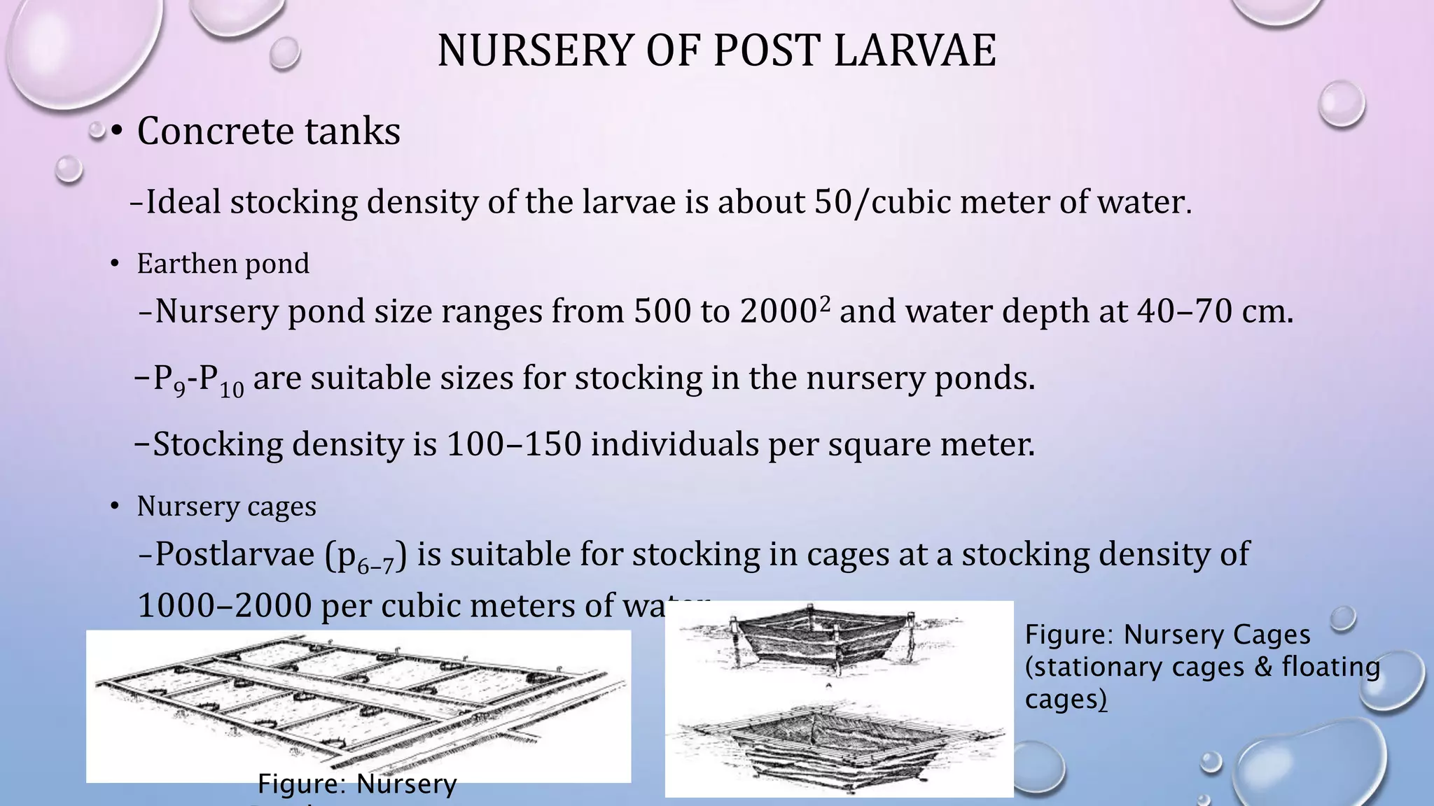 Shrimp hatchery | PPTX