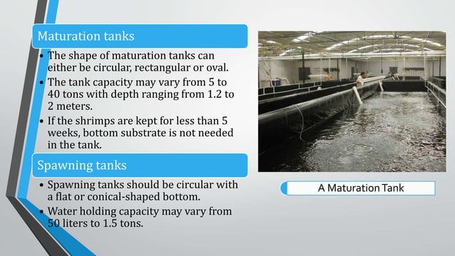 Shrimp hatchery | PPTX