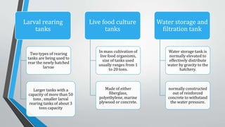Shrimp hatchery | PPTX