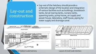 Shrimp hatchery | PPTX