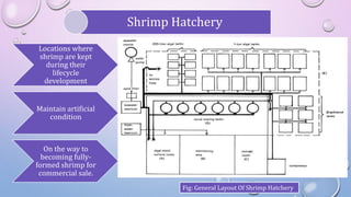 Shrimp hatchery | PPTX