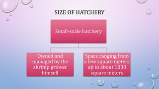 Shrimp hatchery | PPTX
