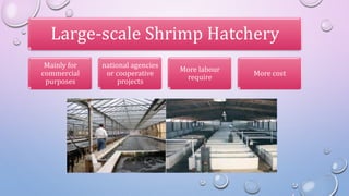 Shrimp hatchery | PPTX
