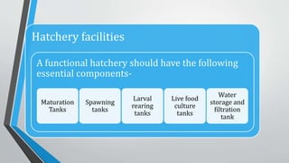 Shrimp hatchery | PPTX