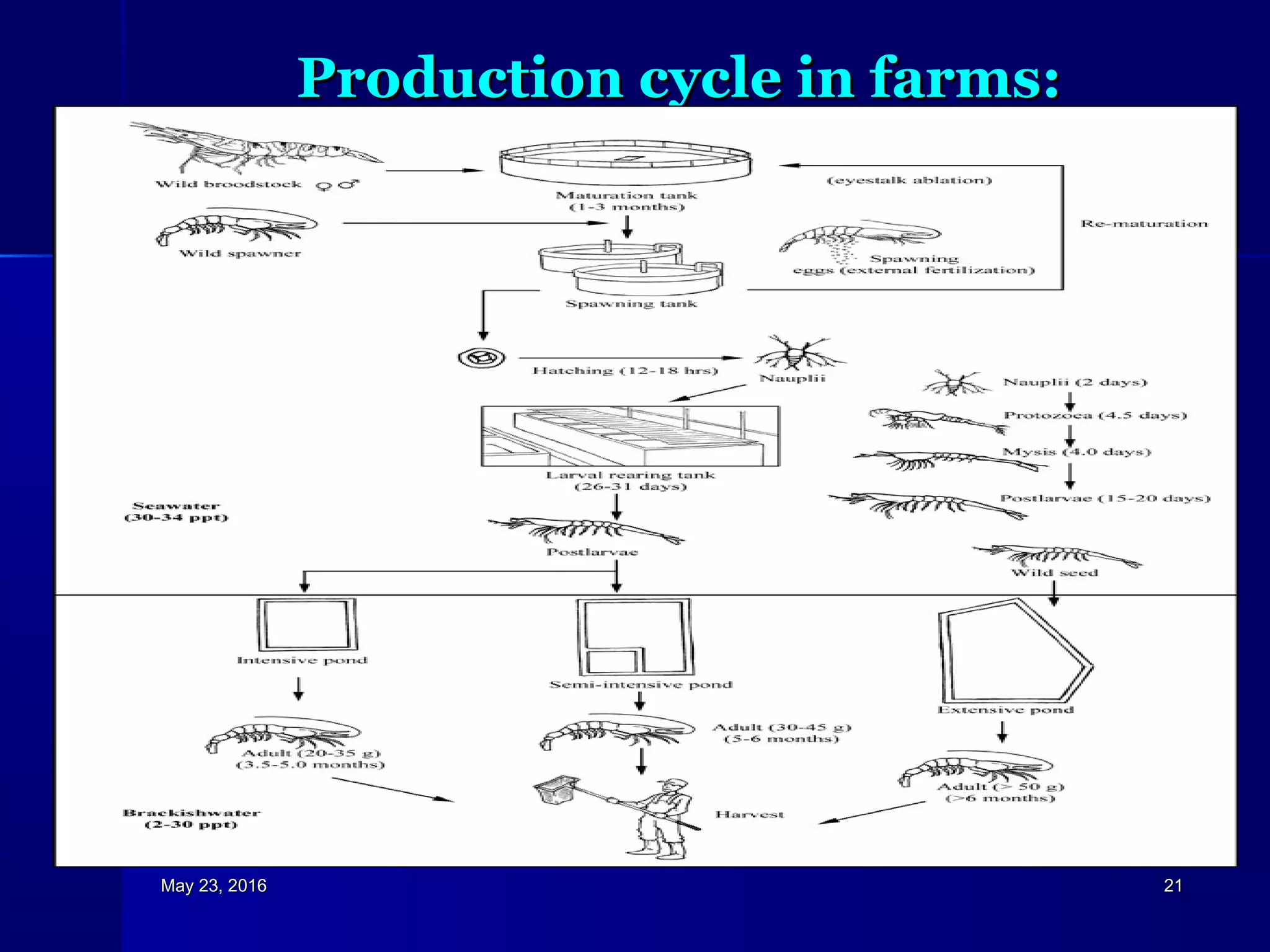 Shrimp Culture: Culture of Tiger Shrimp (Penaeus monodon) | PPT | Geography | Science