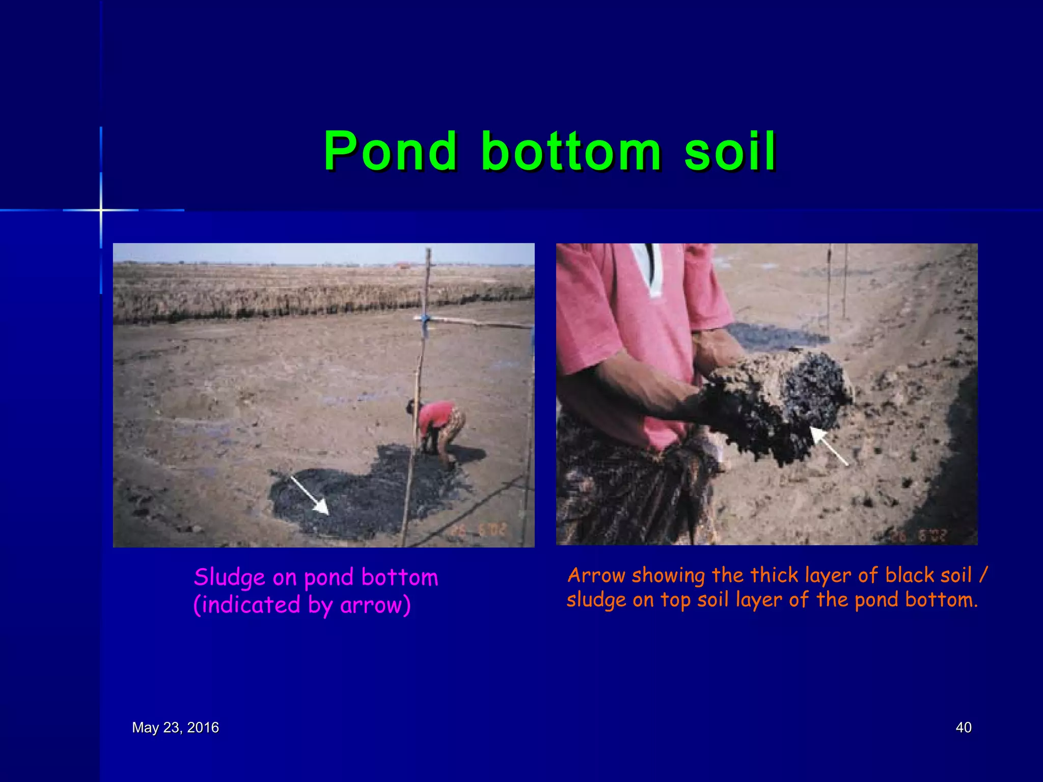 Shrimp Culture: Culture of Tiger Shrimp (Penaeus monodon) | PPT