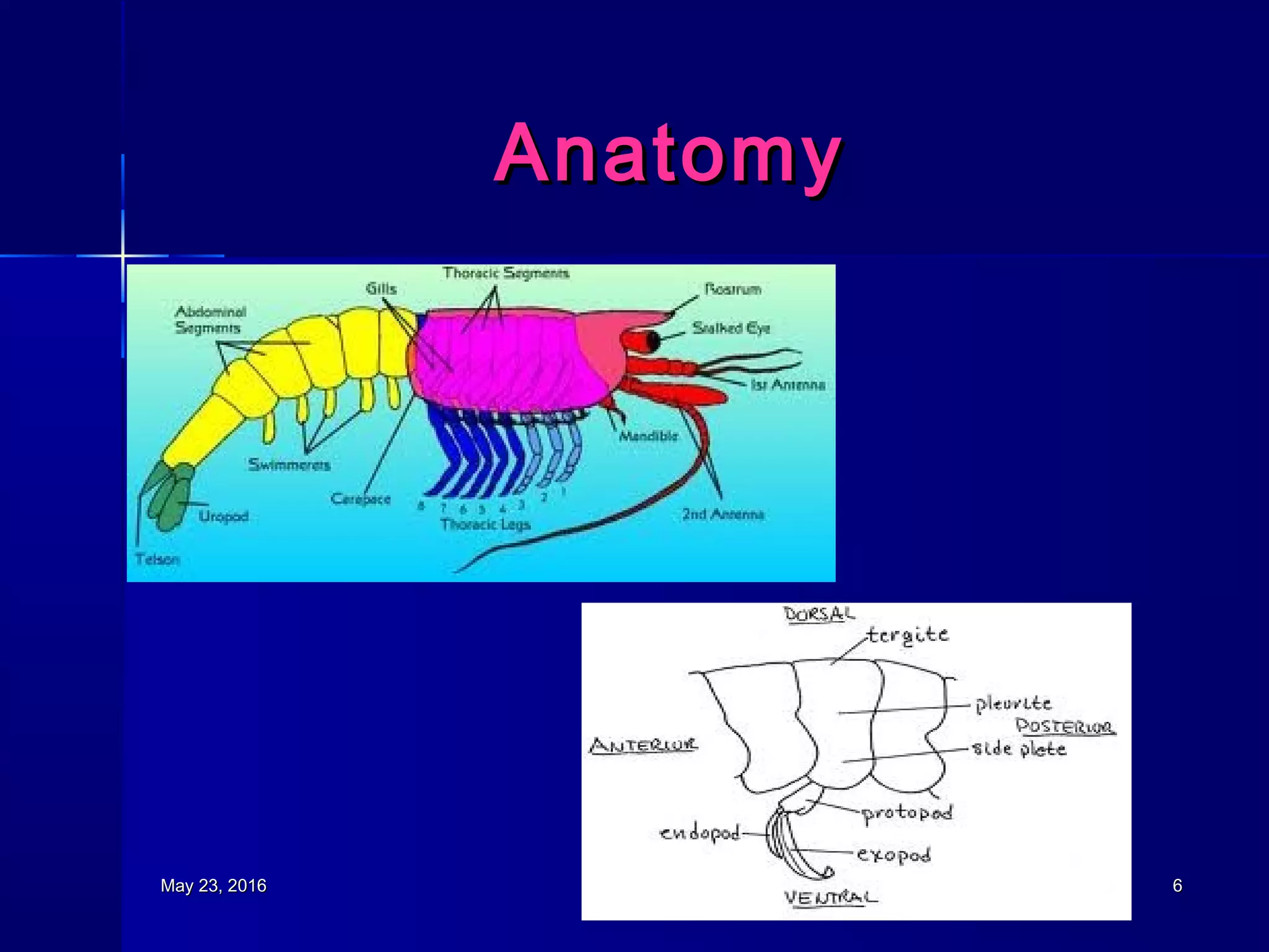 Shrimp Culture: Culture of Tiger Shrimp (Penaeus monodon) | PPT
