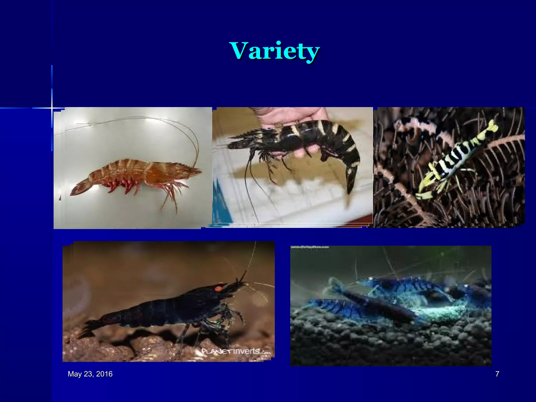 Shrimp Culture: Culture of Tiger Shrimp (Penaeus monodon) | PPT