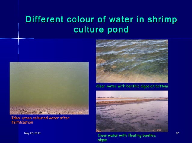 Shrimp Culture: Culture of Tiger Shrimp (Penaeus monodon) | PPT ...