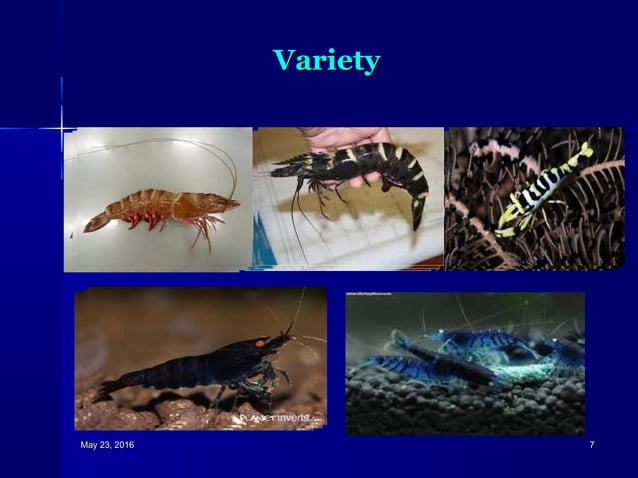 Shrimp Culture: Culture of Tiger Shrimp (Penaeus monodon) | PPT ...