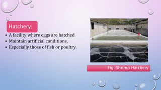 Shrimp | PPTX