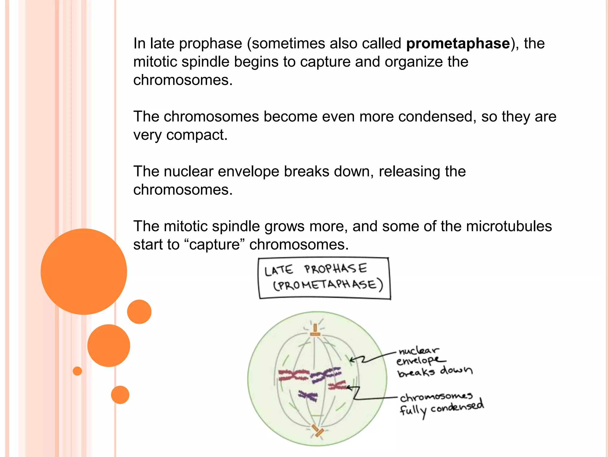 cell Division | PPT