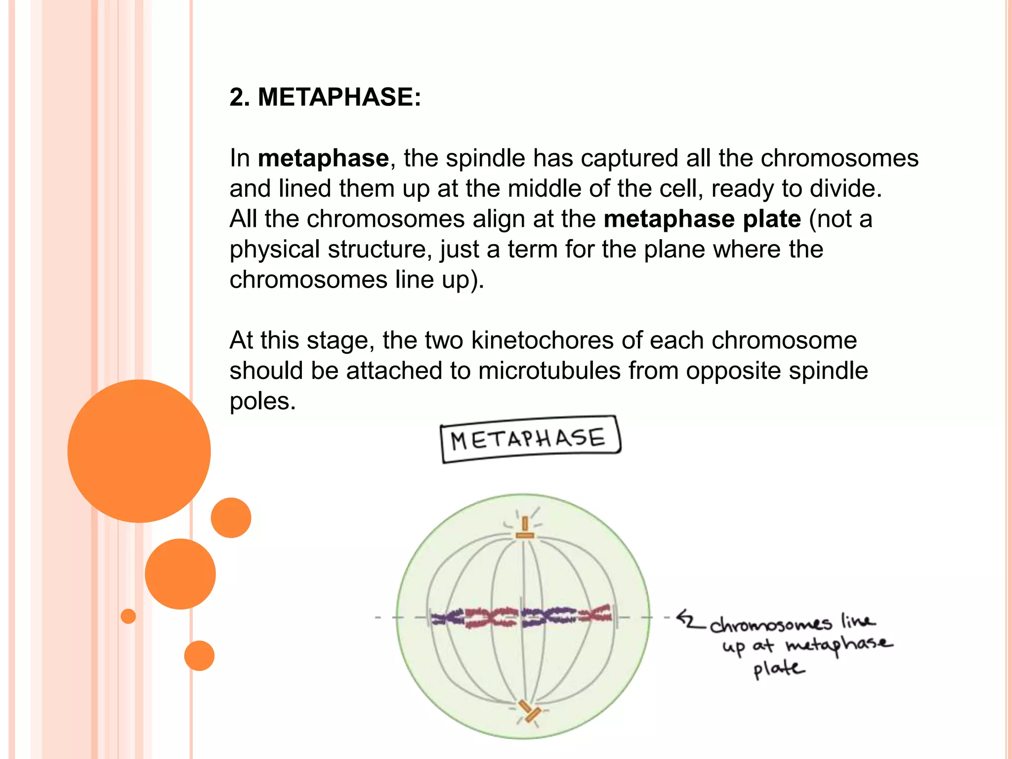 cell Division | PPTX