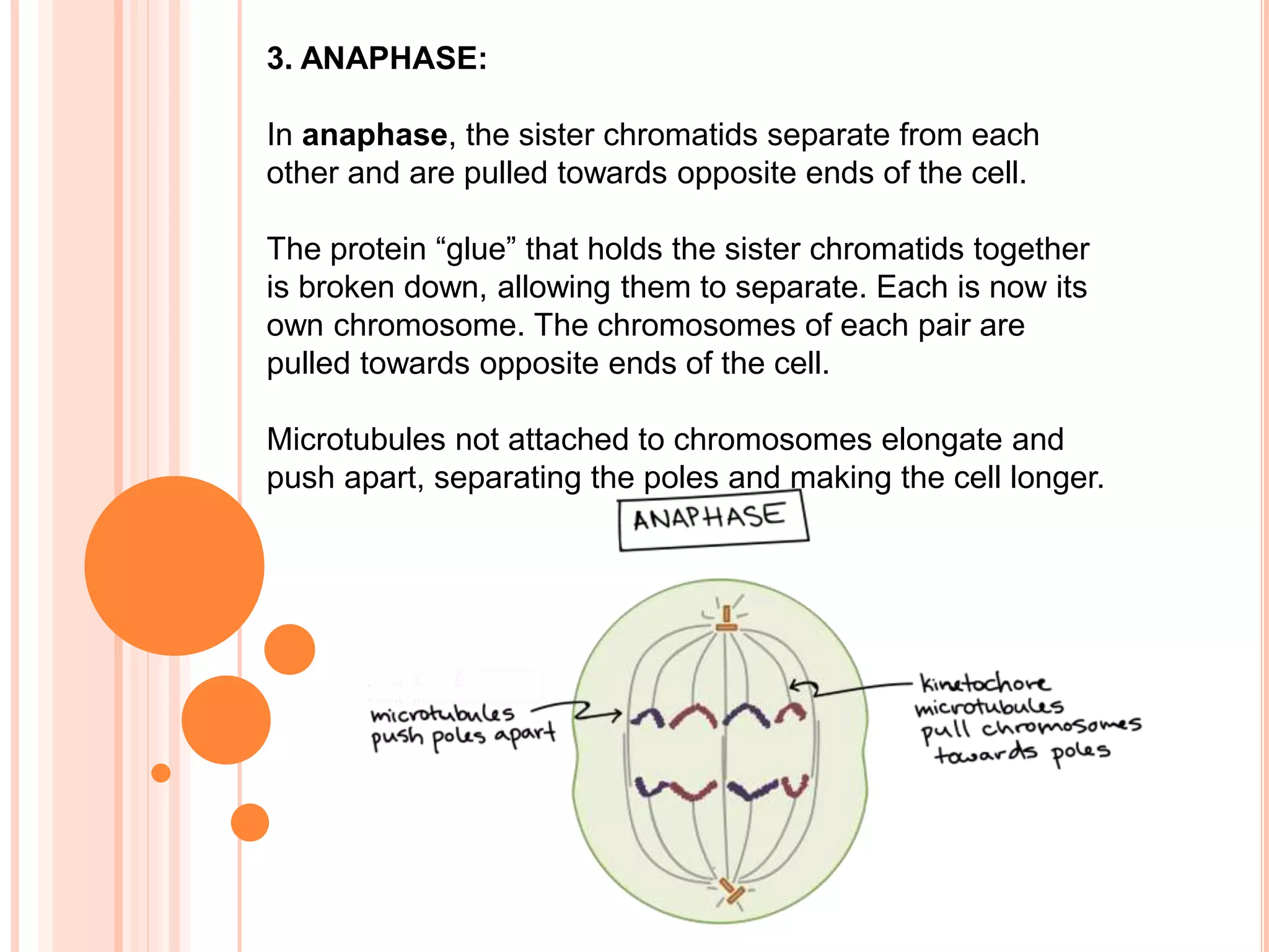 cell Division | PPTX
