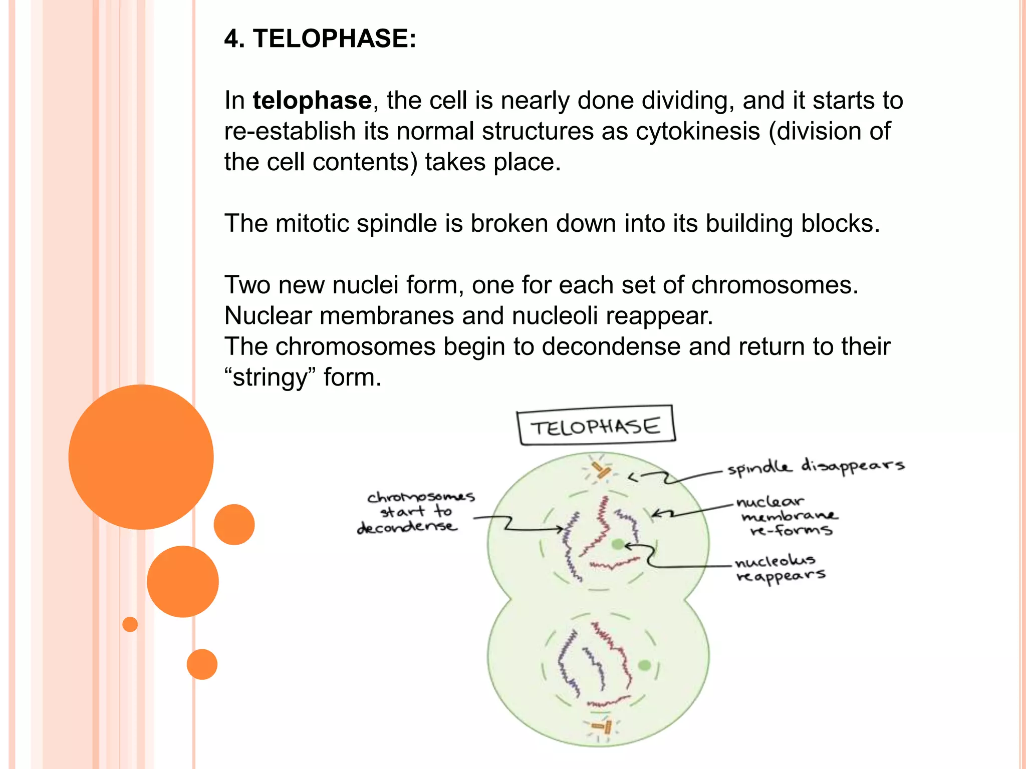 cell Division | PPT