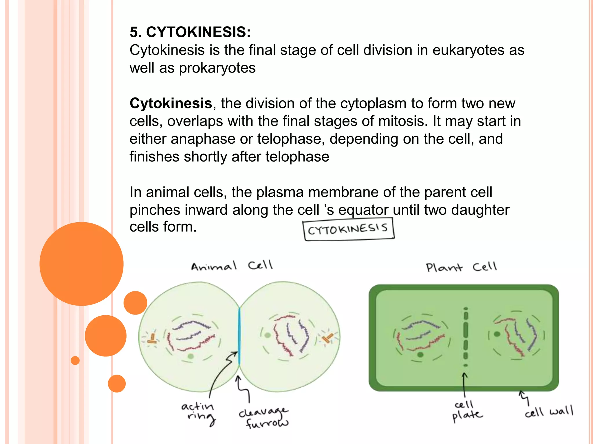 cell Division | PPT