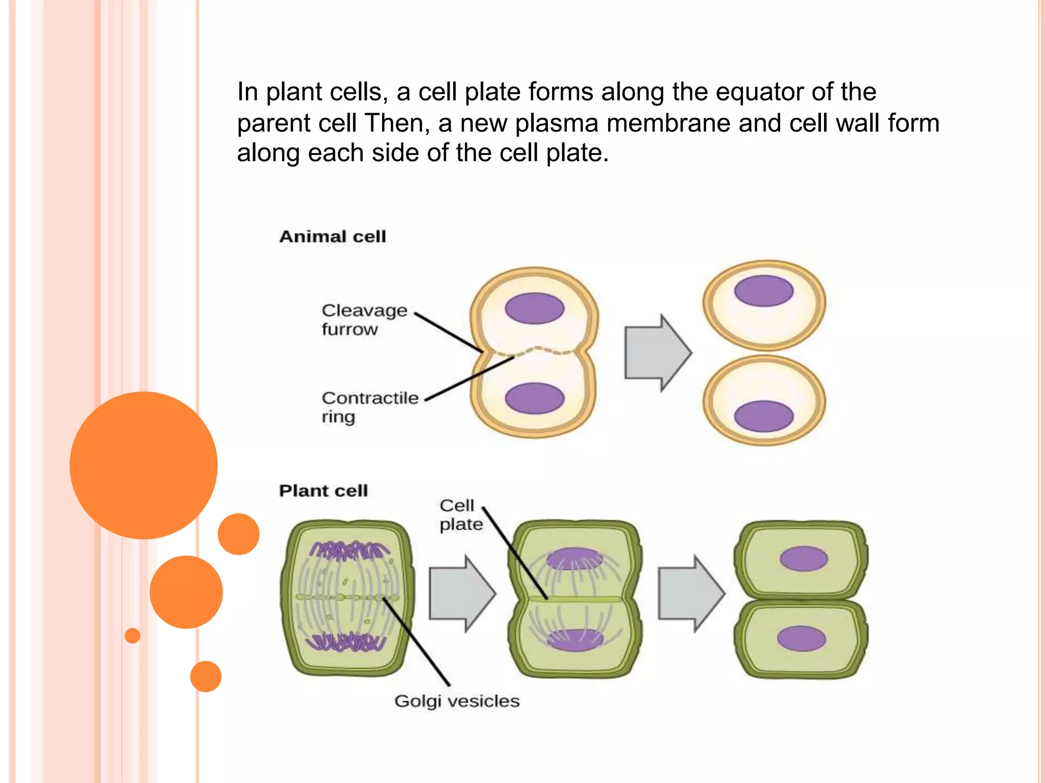 cell Division | PPTX