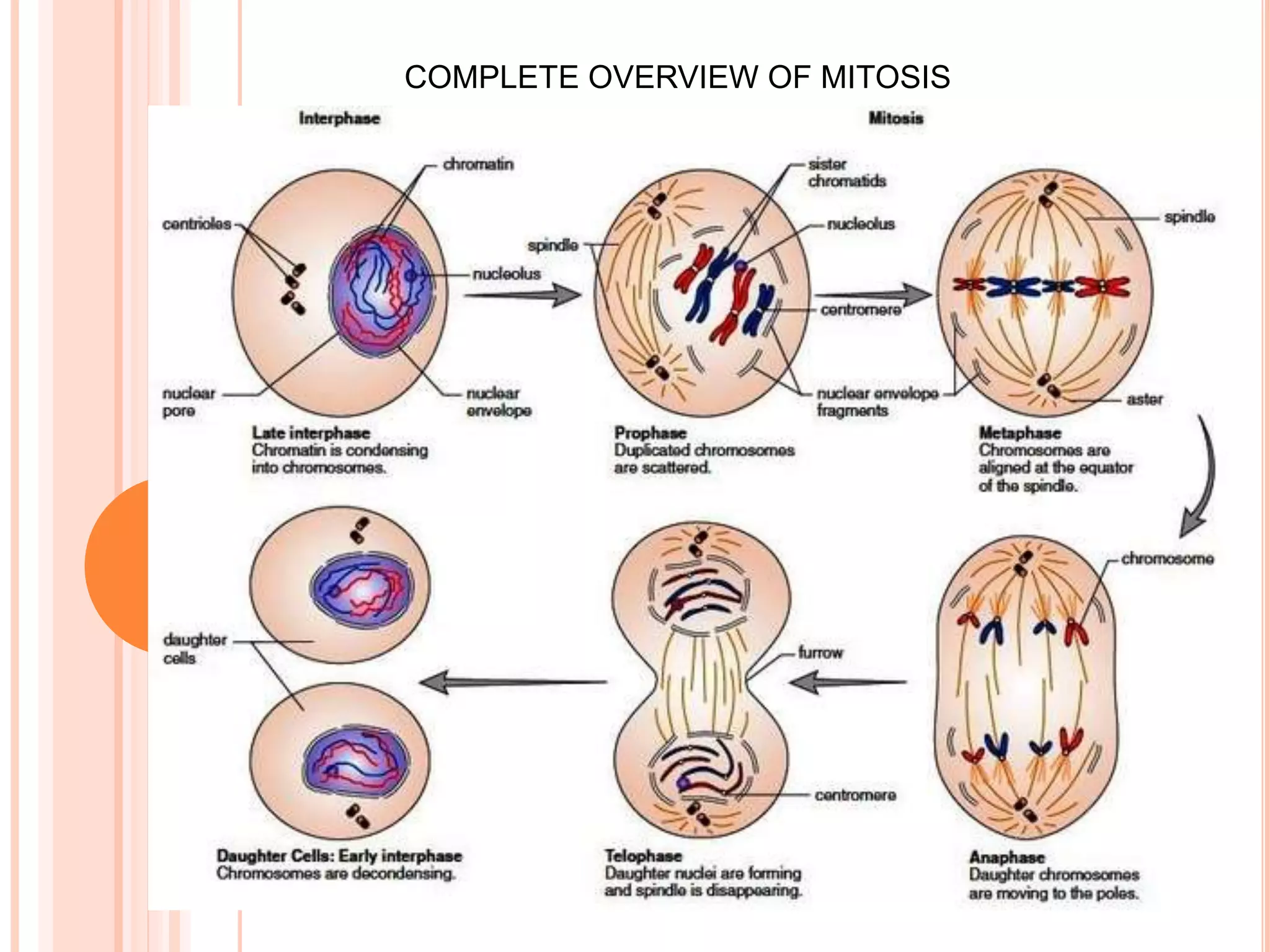 cell Division | PPTX