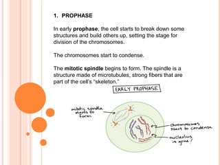 cell Division | PPT