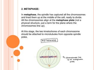 cell Division | PPT