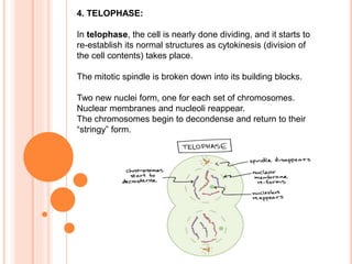 cell Division | PPTX