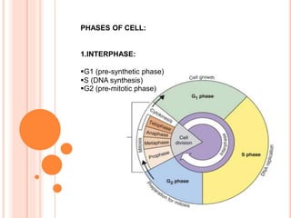 cell Division | PPT