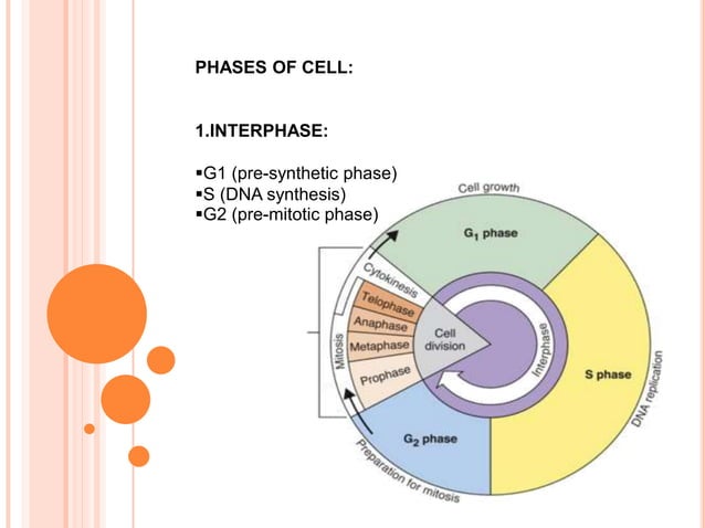 cell Division | PPT