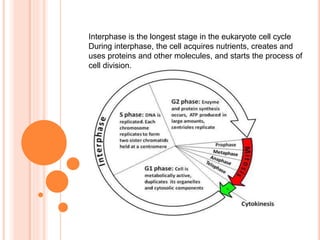 cell Division | PPT
