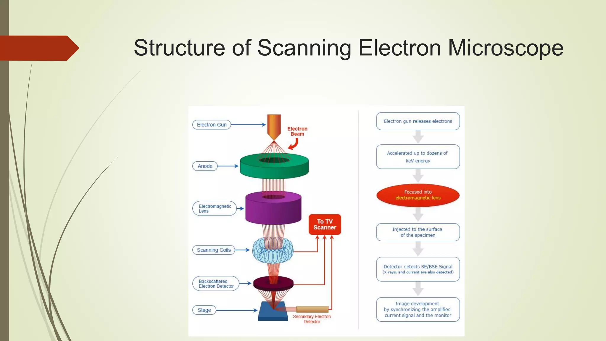Scanning Electron Microscope | PPTX | Chemistry | Science
