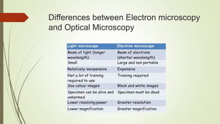 Scanning Electron Microscope | PPTX | Chemistry | Science