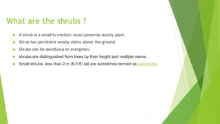 shrubs.pptx