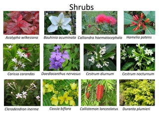 Identification of Shrubs | PPT