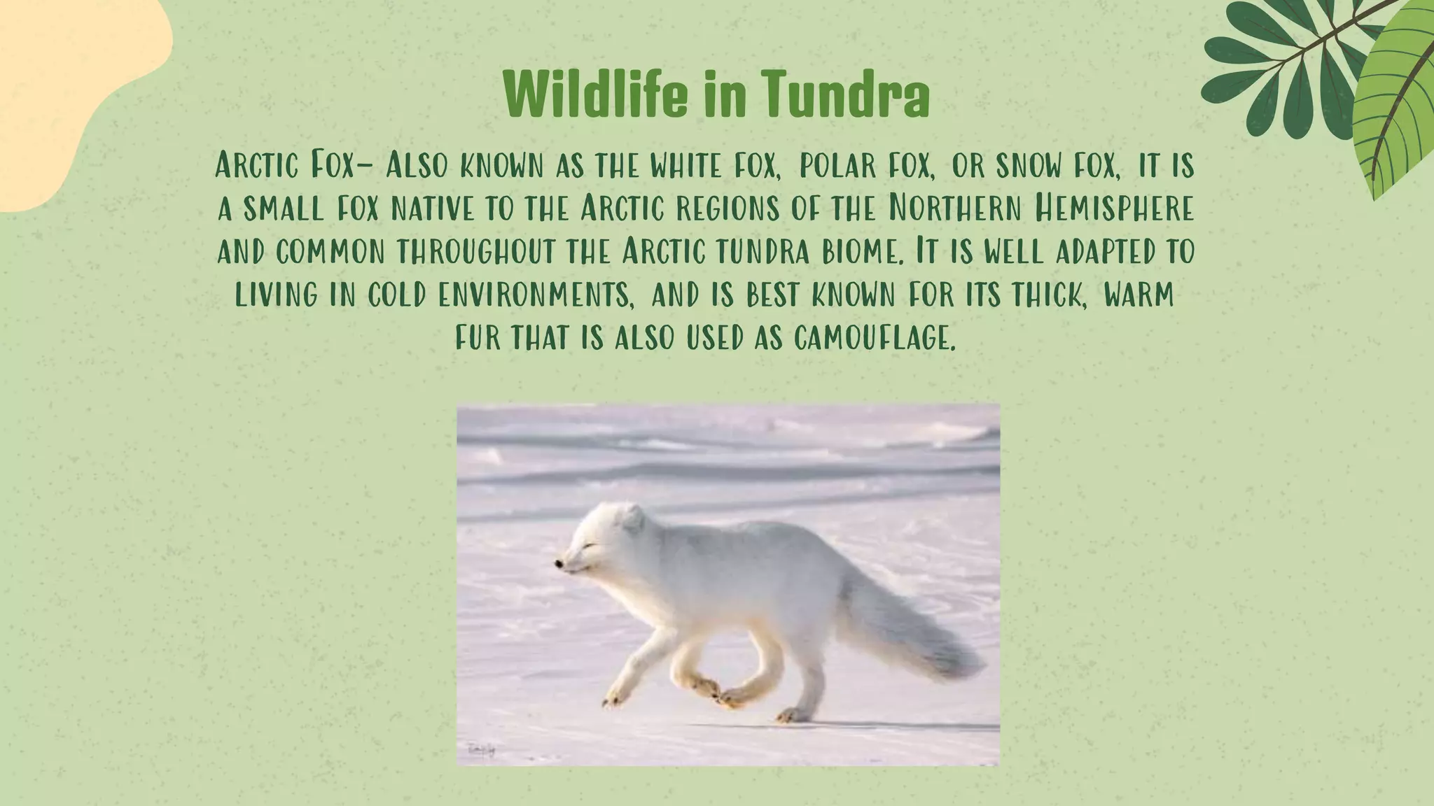 SHRUBS-TUNDRA DESERT VEGETATION.pptx