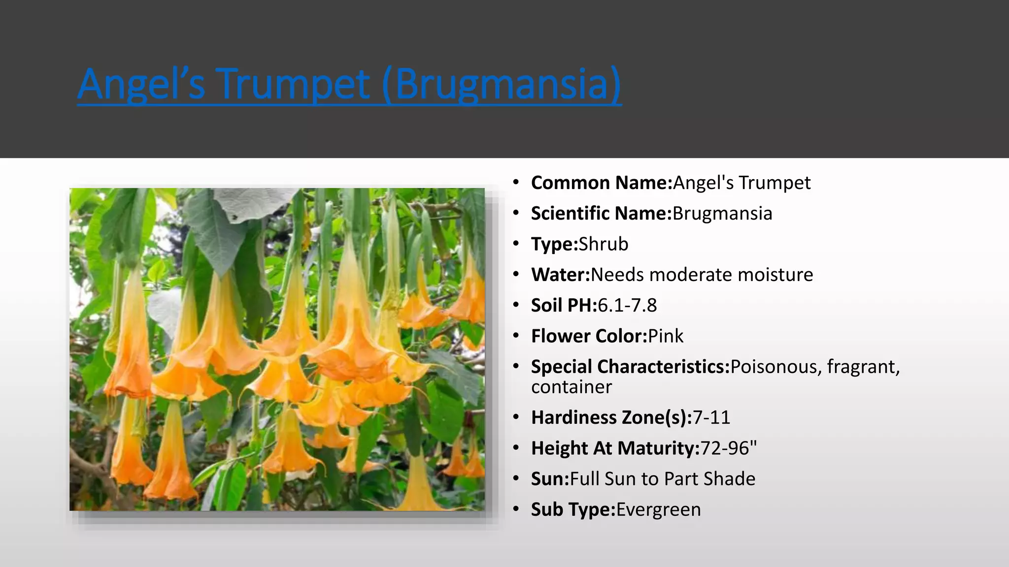 Shrubs | PPTX