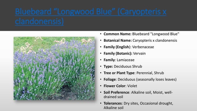 Shrubs | PPTX | Gardening | Home & Garden