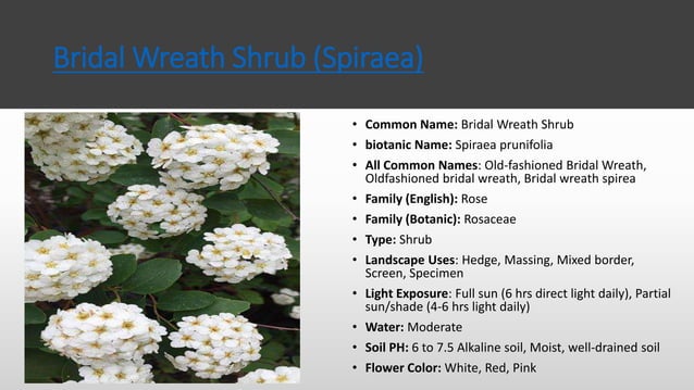 Shrubs | PPTX | Gardening | Home & Garden