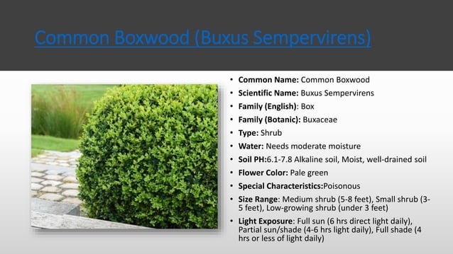 Shrubs | PPTX | Gardening | Home & Garden