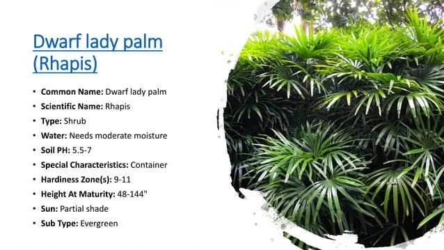 Shrubs | PPTX | Gardening | Home & Garden