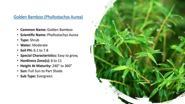 Shrubs | PPTX | Gardening | Home & Garden