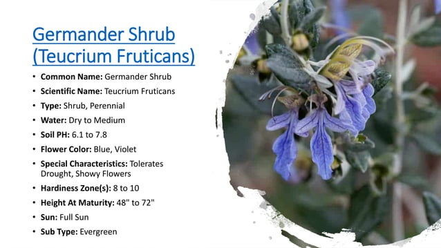 Shrubs | PPTX | Gardening | Home & Garden
