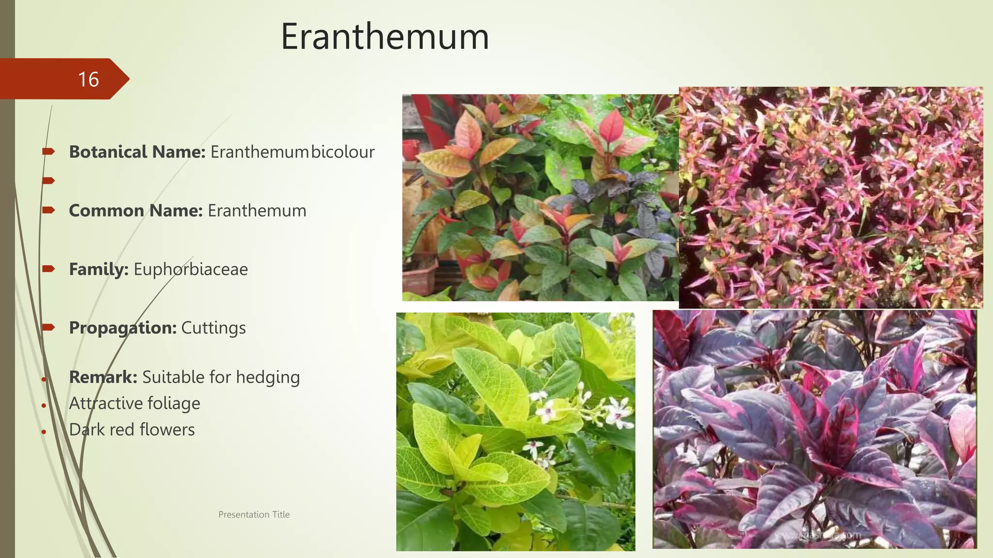 Shrubs in landscapes.pptx