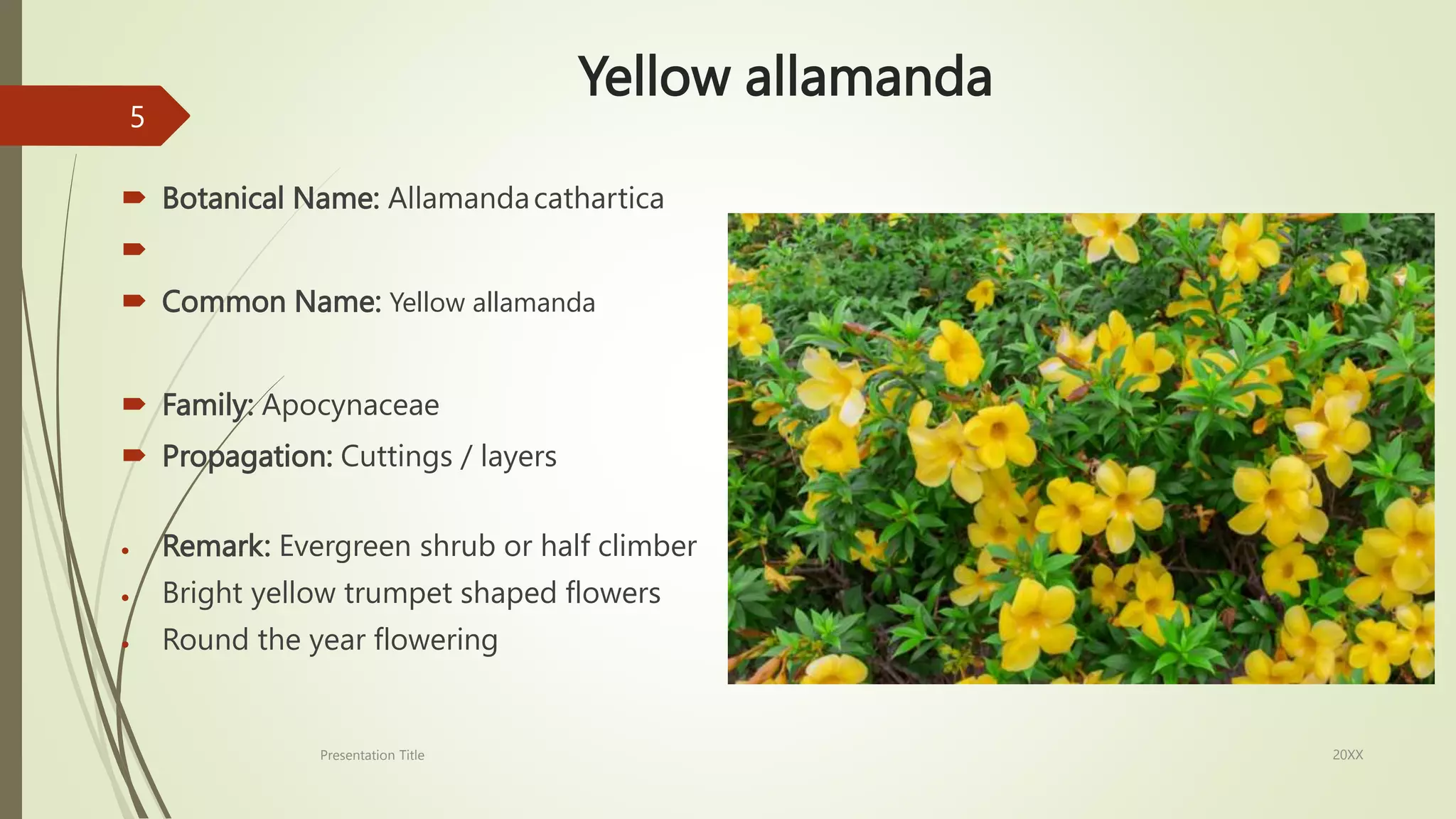 Shrubs in landscapes.pptx