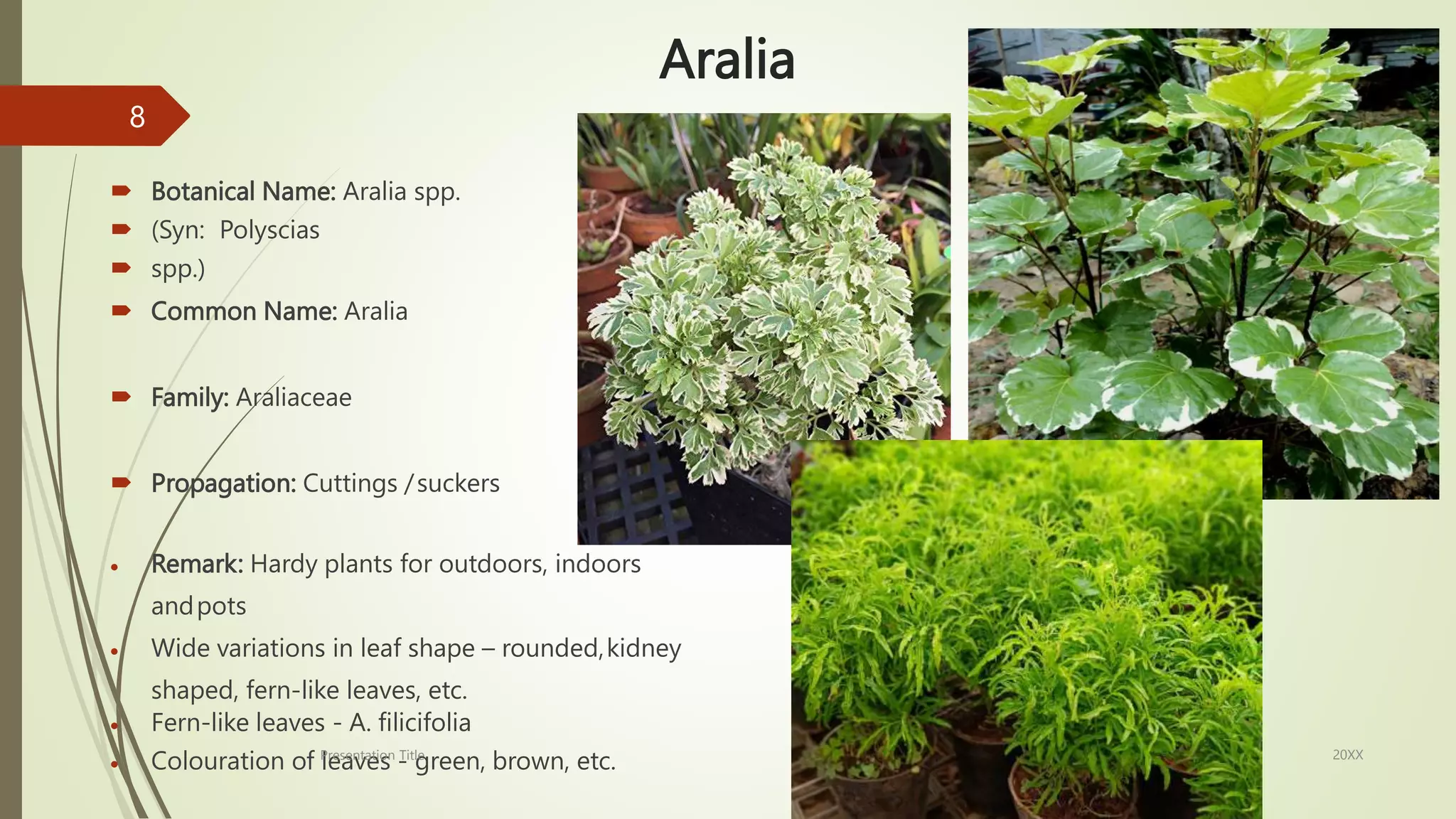 Shrubs in landscapes.pptx