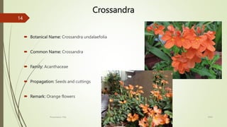 Shrubs in landscapes.pptx