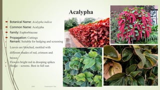 Shrubs in landscapes.pptx