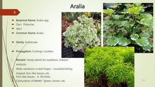 Shrubs in landscapes.pptx